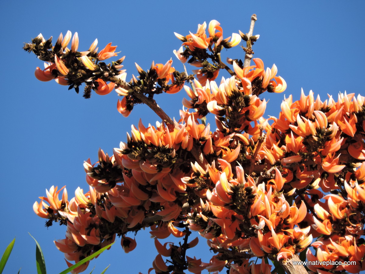 Native Place Garden: The Palash Tree Cafe at Native Place is now open