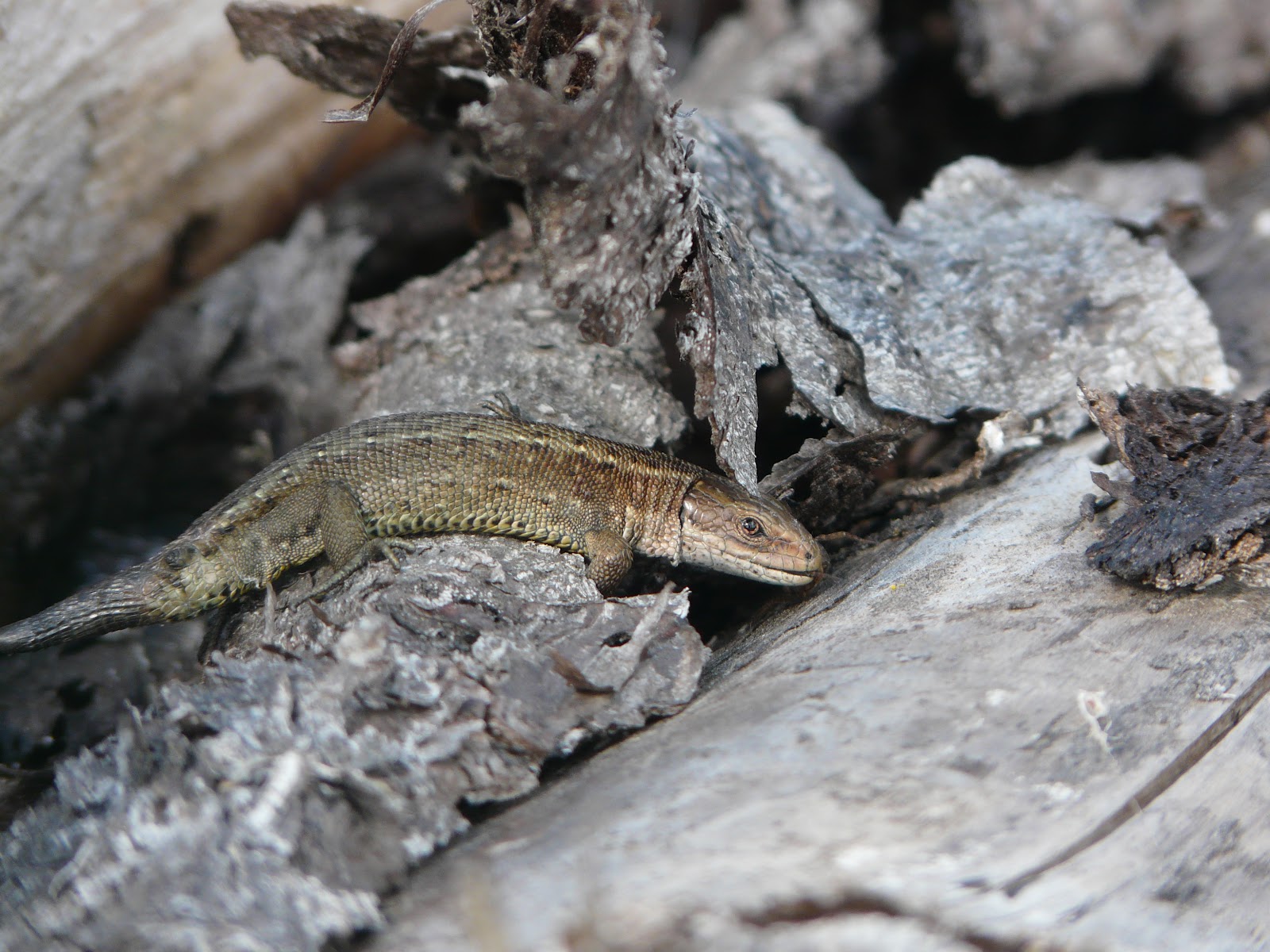 Froglife news: Froglife’s Dragon of the Month: Common Lizard