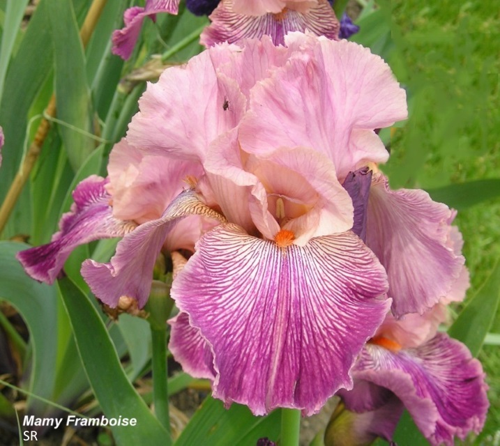 World of Irises: French Irises and Their Hybridizers
