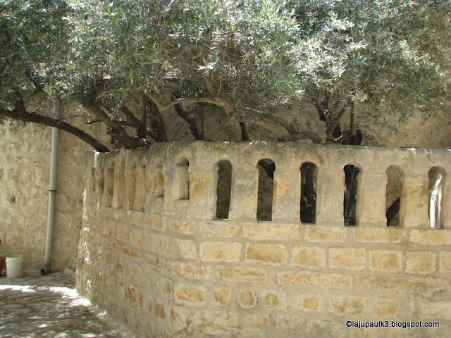 THROUGH THE LAND OF ISRAEL III: The Sacred Olive Tree of the '‘the ...