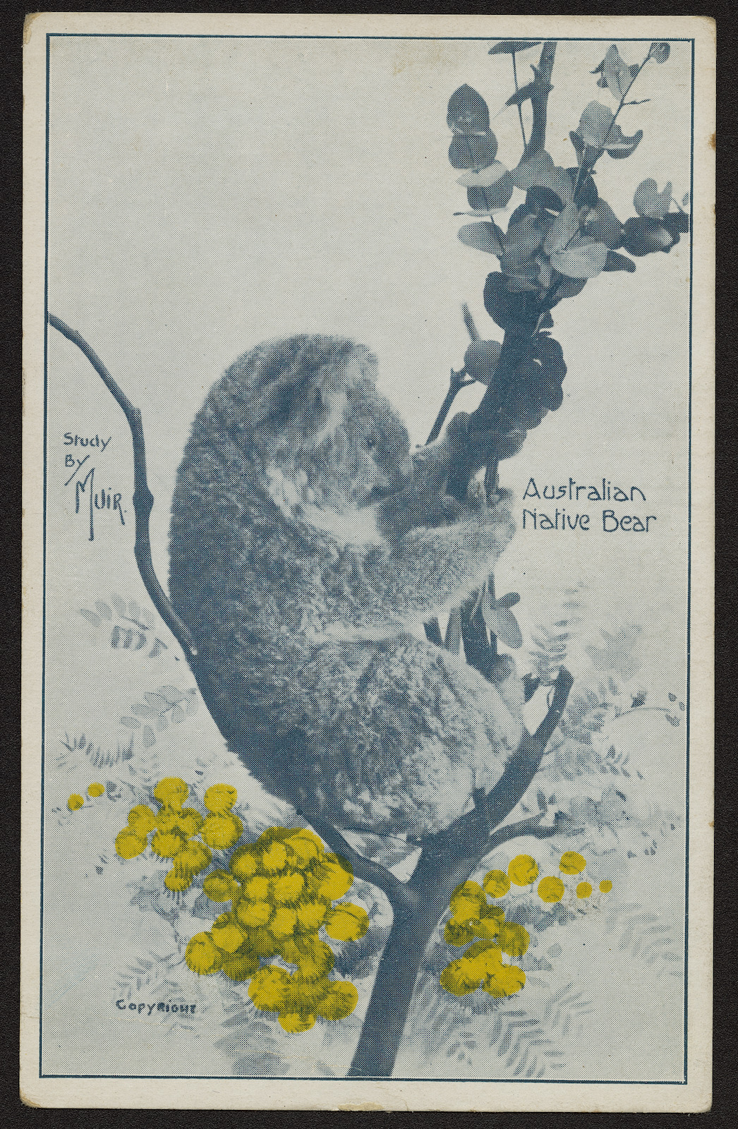 Casey Cardinia - links to our past: Koalas at Yannathan