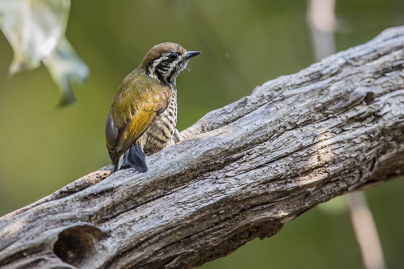As The Crow Flies - a Hong Kong Birding Blog: White-spectacled Warbler ...