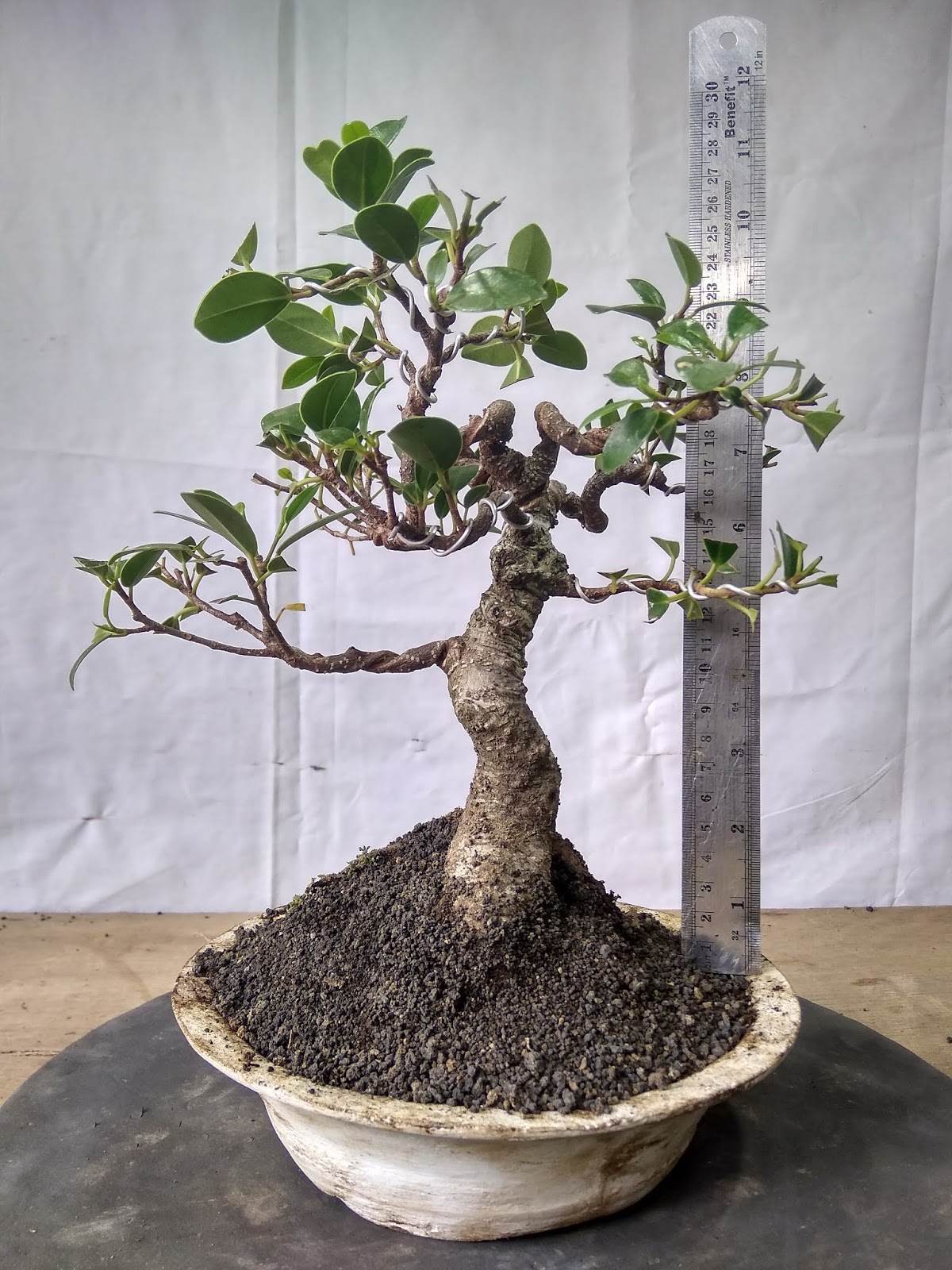 Bonsai Ficus Microcarpa 13.633 N | Indonesian Bonsai To Worldwide
