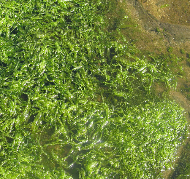 Islay Natural History Trust: More Enteromorpha intestinalis