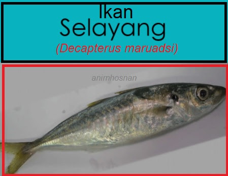 Anim Agro Technology: IKAN SELAYANG DAN HARGANYA