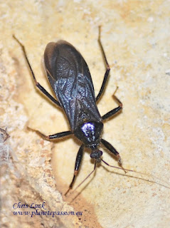 French wildlife and beekeeping: Assassin bug the Masked hunter ...
