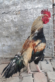 Aseel Breeds in Pakistan (ENGLSH)