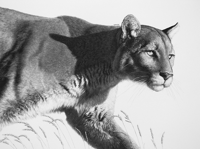Wildlife Pencil Drawings