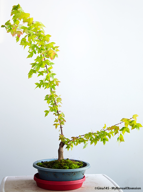 Young Trident Maple Bonsai