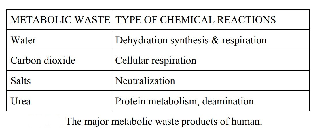 Excretory System: Functions, Organs, Structure and Facts - Sciencemojo