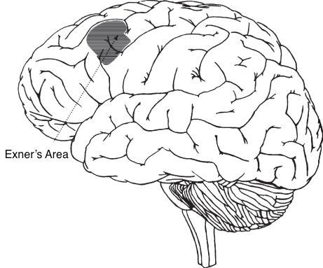 PROCESSI NEURONALI COINVOLTI NELLA SCRITTURA