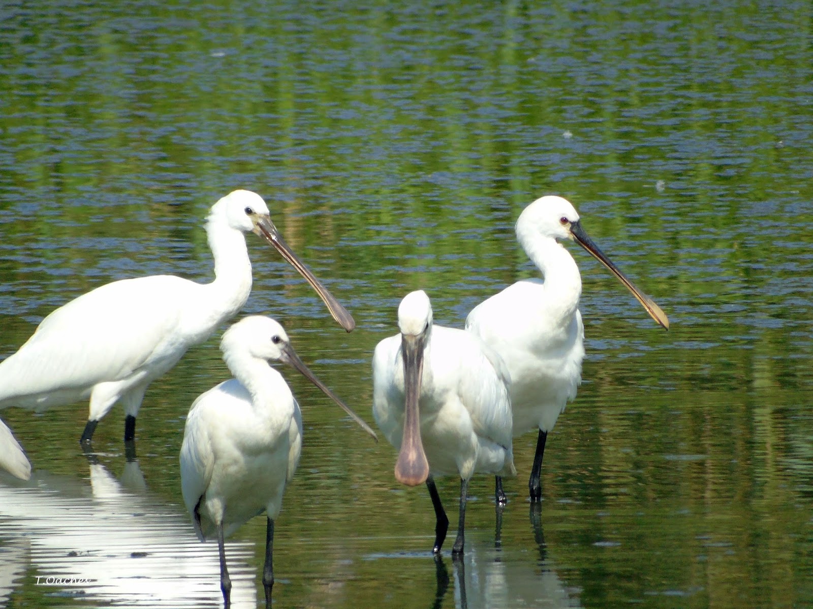 PASARI DIN ROMANIA: LOPATAR, Platalea leucorodia