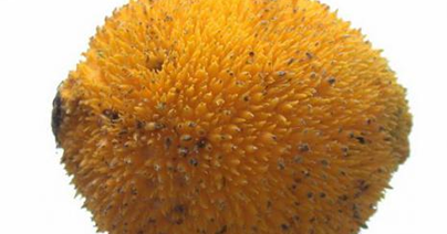 Santa Cruz: Fruta Ocoro