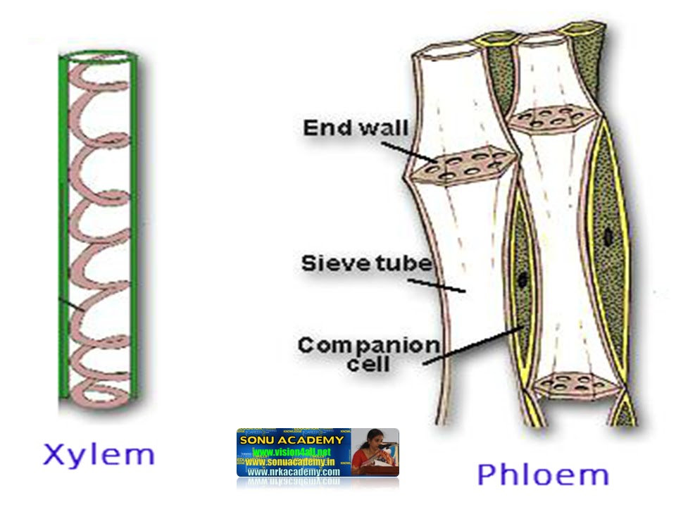 Complex Tissues In Plants