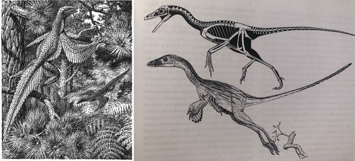 Manospondylus: Unorthodox Ideas about Bird Origins