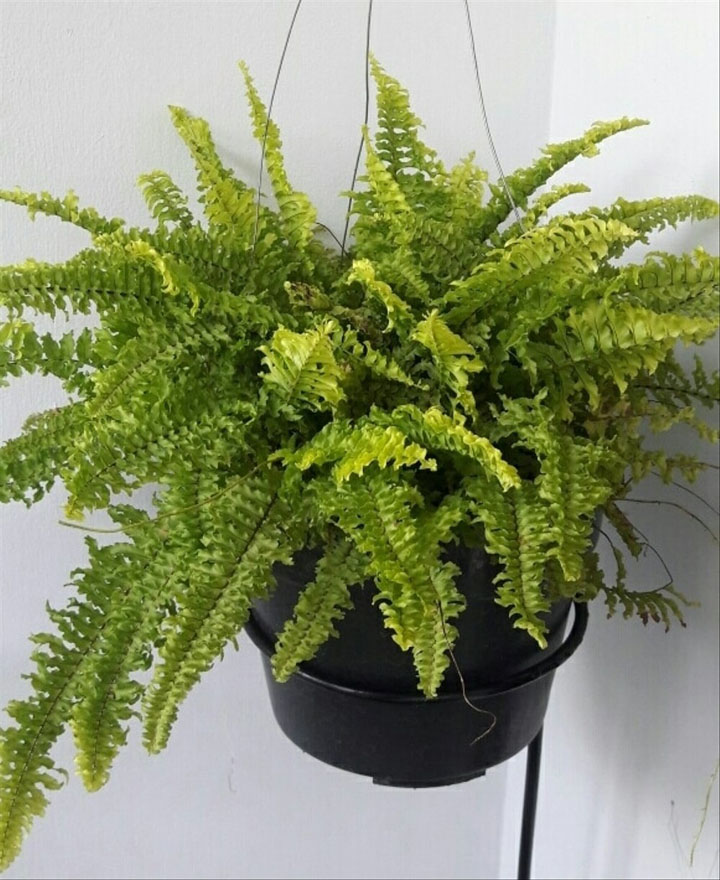 8 Jenis Pokok Hiasan Yang Mampu Jadi Pembersih Udara Dalam Rumah