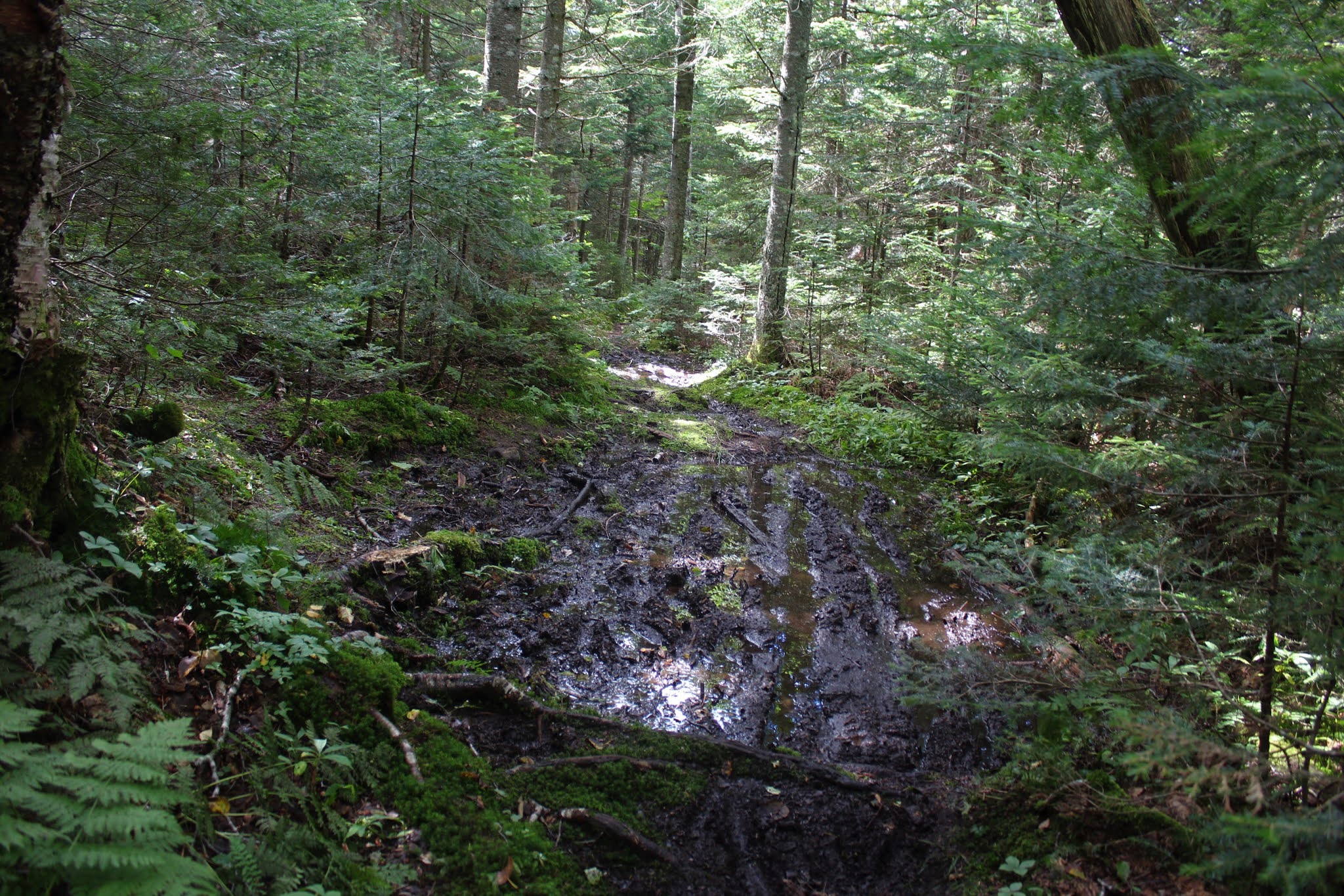 Walking Man 24 7: Cooper Kiln Pond & Morgan Mountain(Wilmington Wild ...