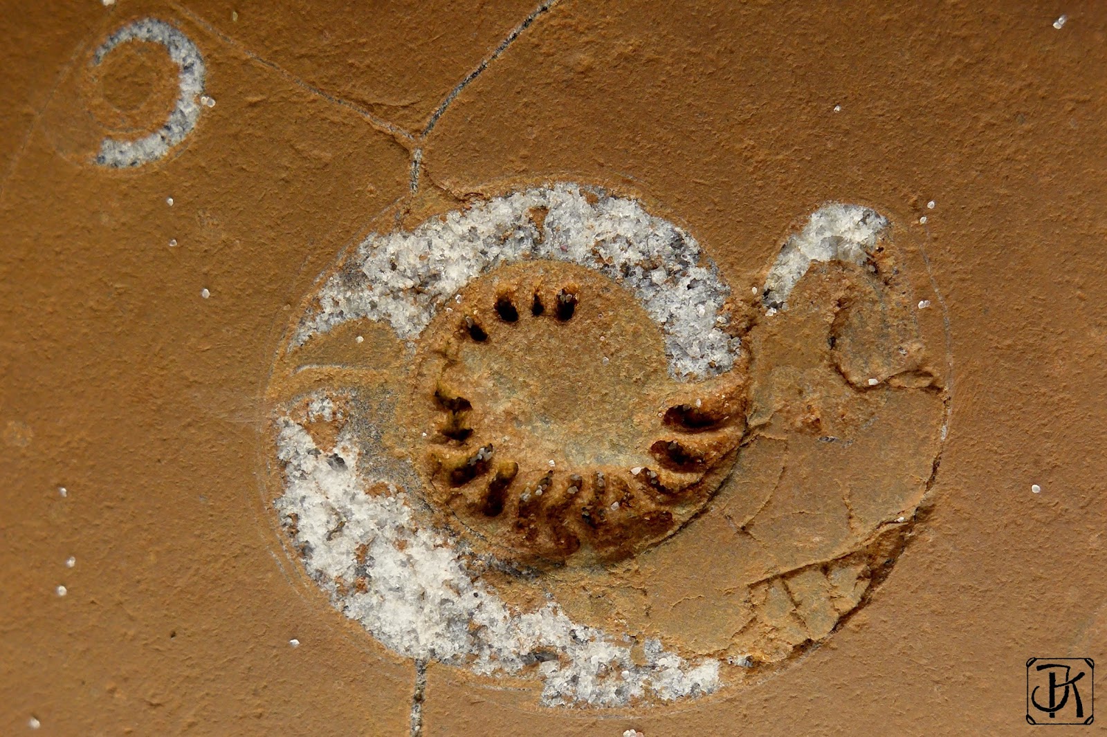 FOSSILS IRELAND: LOCATIONS