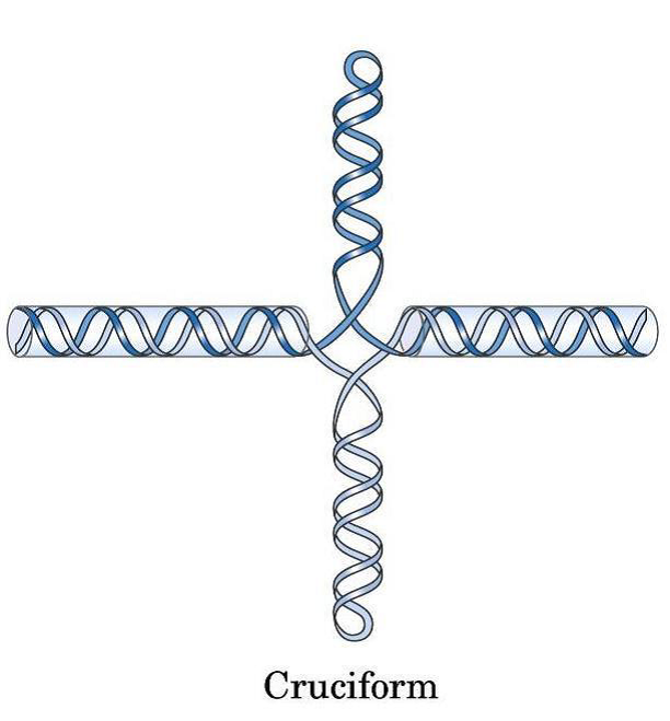 Adn Cruciforme; adn en croix