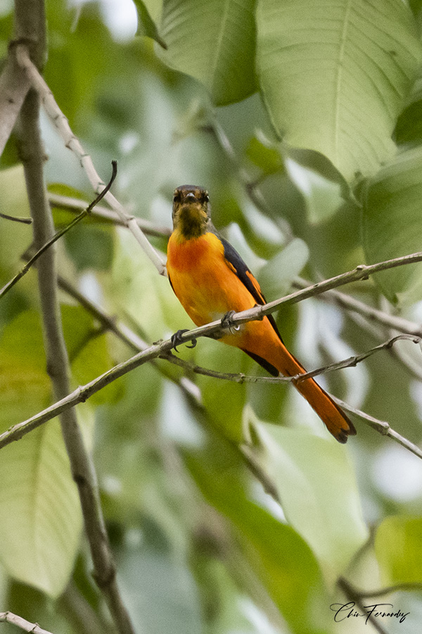 The Chiwit Chronicles: The 5th PPUR International Bird Race Day 1 ...