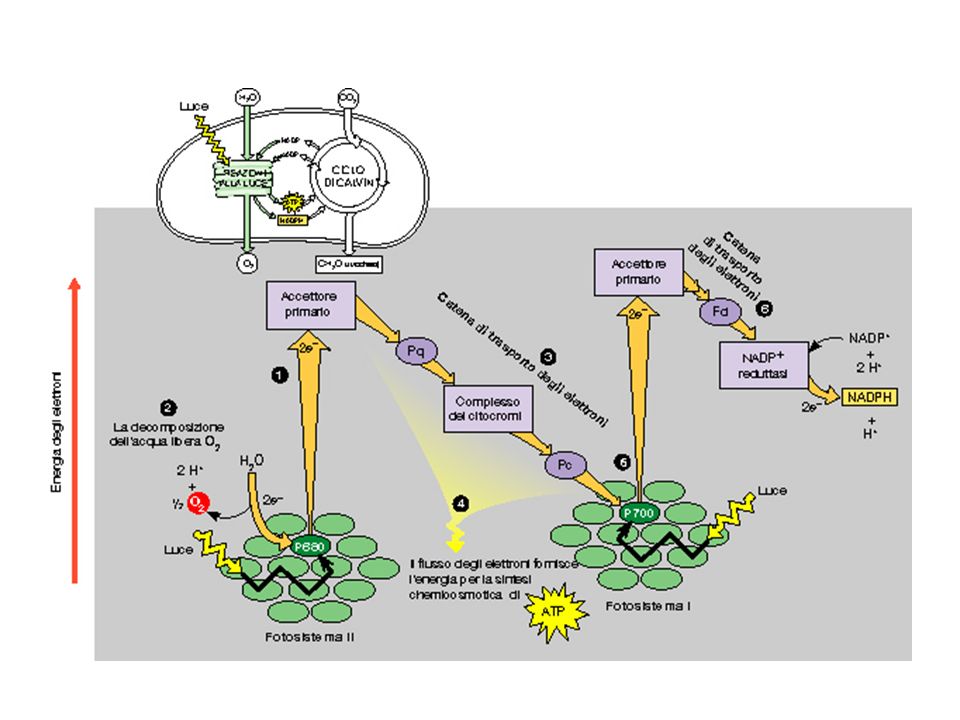 Progetto Giardino: La fase luminosa della fotosintesi
