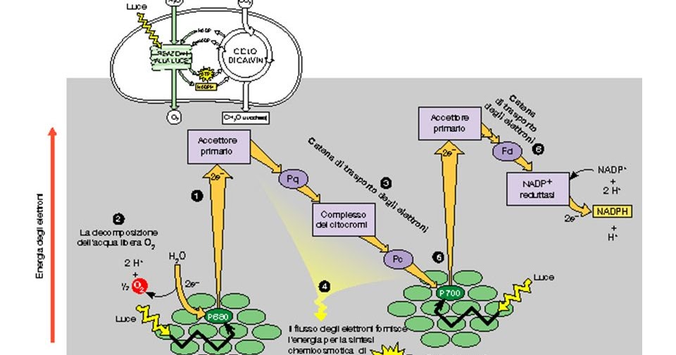 Progetto Giardino: La fase luminosa della fotosintesi