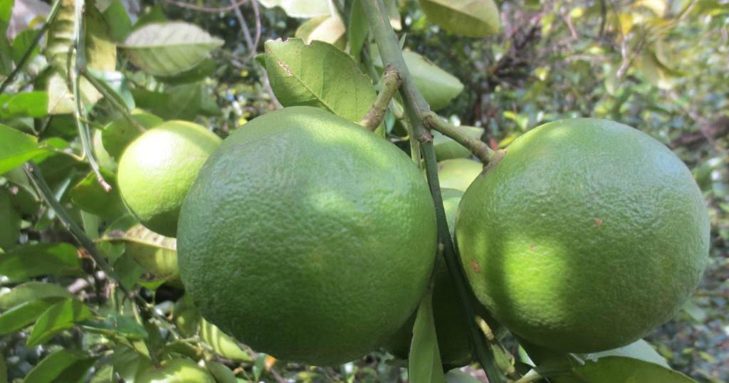 ඇඹුල් දොඩම් [Embul Dodam] (Citrus aurantium) ~ අපේ ඔසුපැළ Medicinal ...
