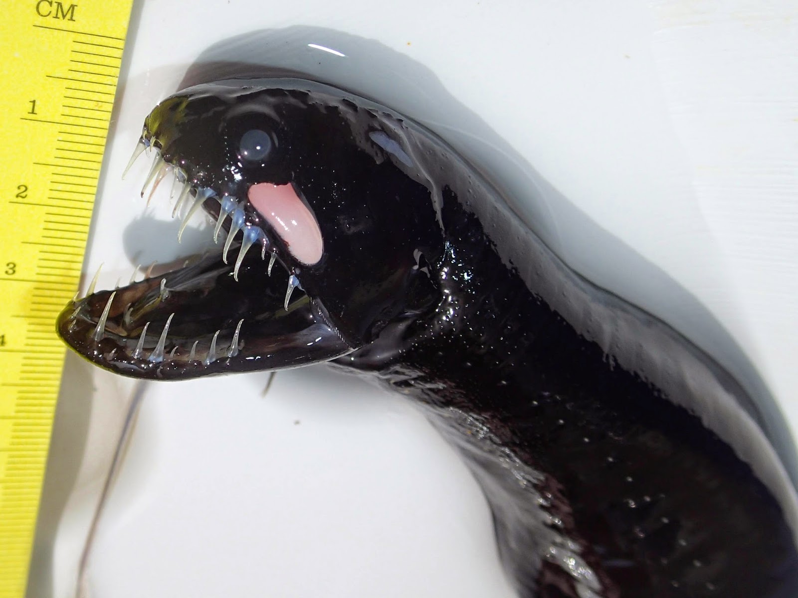 CSD MX: EL PEZ DRAGÓN NEGRO