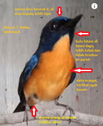 Burung Tledekan dan Lainnya