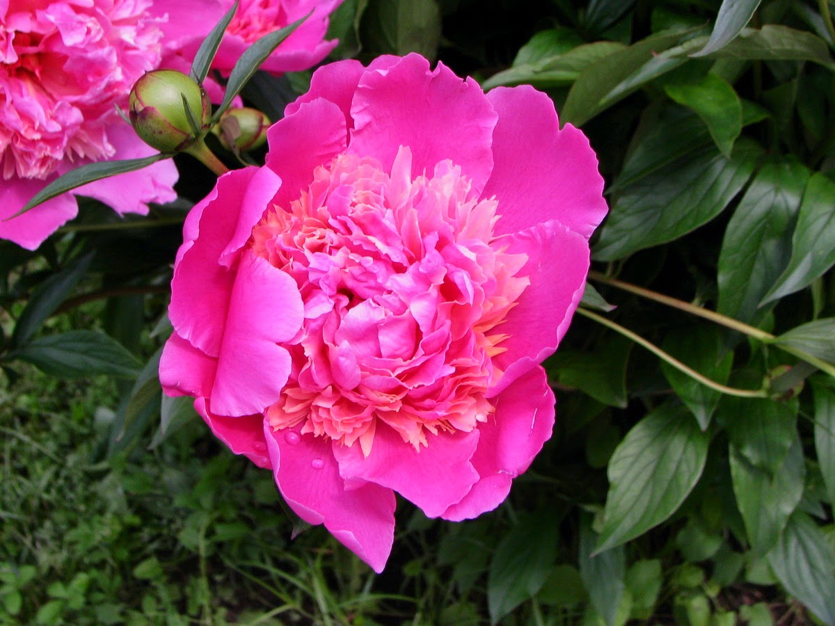 LA MULTI ANI, ROMANIA!: Bujori roz bicolori