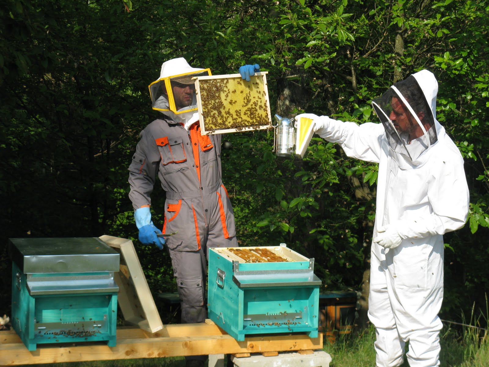 Bigoloni Farm project: Swarm, Swarm, Super Swarm Bigoloni Farm project: Swarm, Swarm, Super Swarm