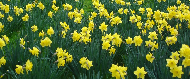 Fifth Class Blog: Examining Daffodils