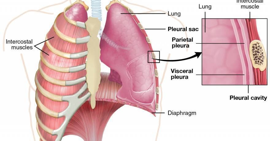 Fungsi Dan Bagian Organ Paru-Paru (Lung) | SINICHINET Fungsi Dan Bagian Organ Paru-Paru (Lung) | SINICHINET