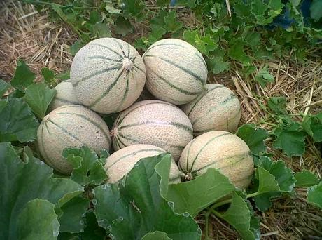 HOW TO GROW MELONS IN A GREENHOUSE |The Garden of Eaden