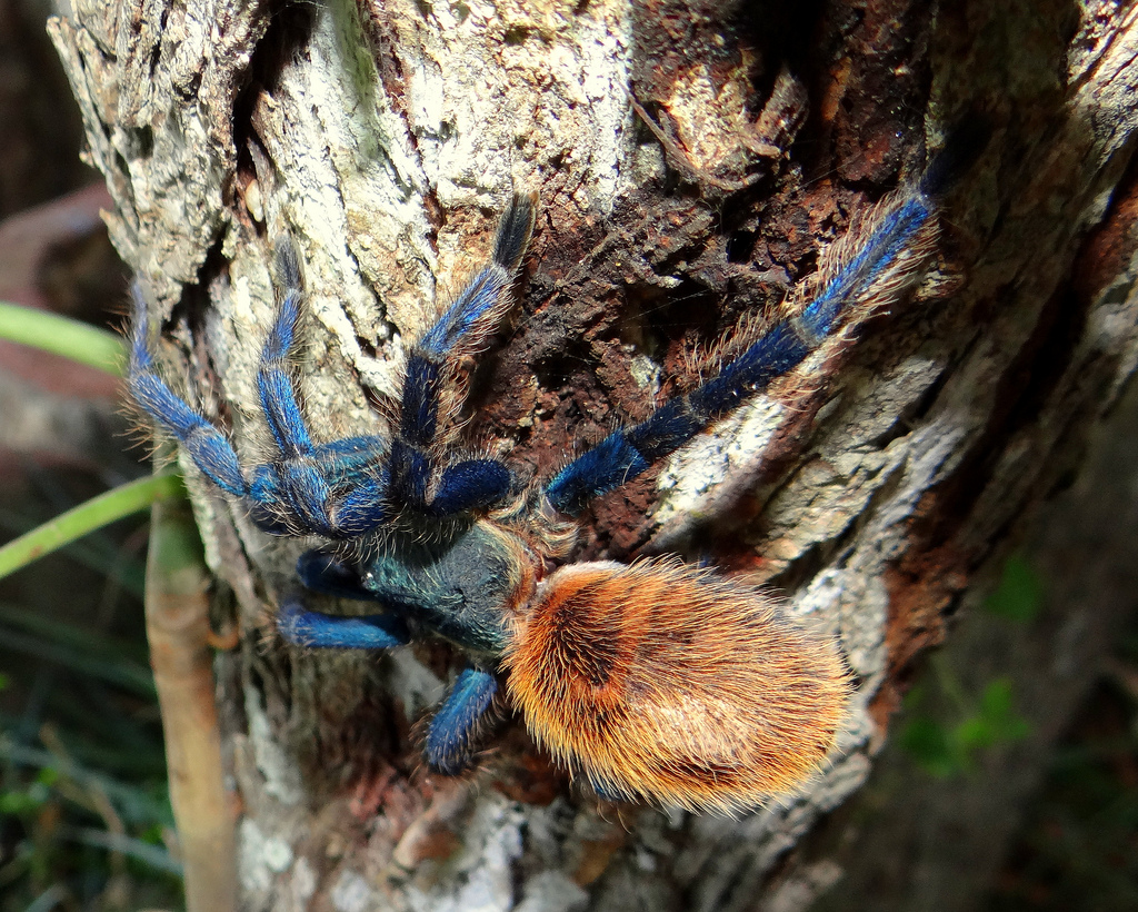 Ediciones y Producciones Jolo: Tarantutala Azul de Paraguana