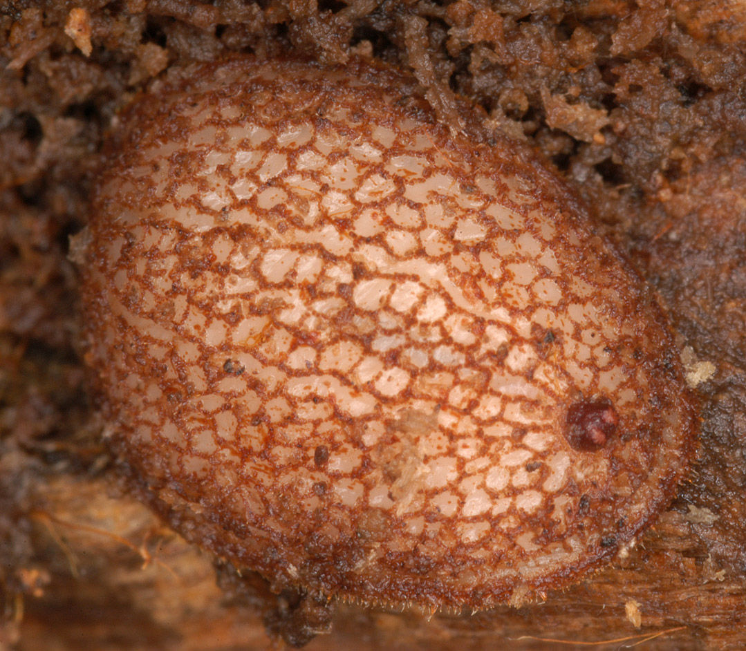 Real Monstrosities: Microdon