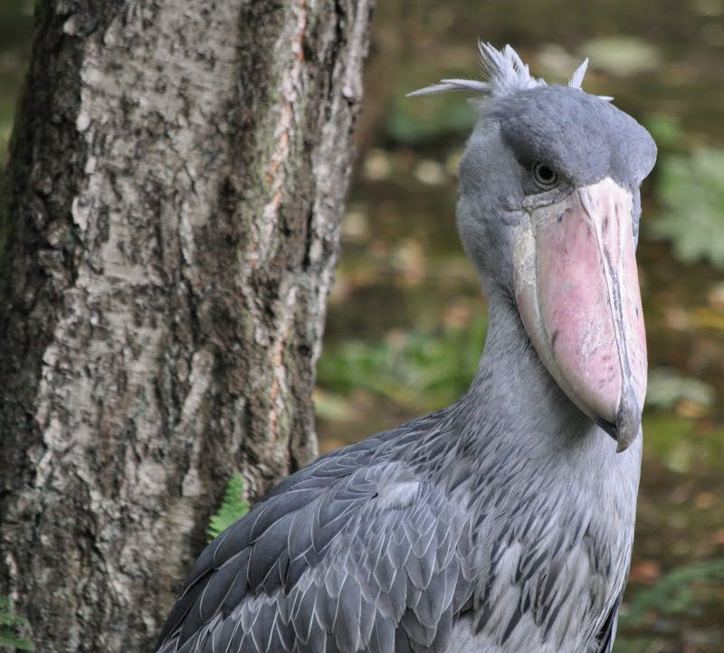 ZOOTOGRAFIANDO (6.100 ANIMALS): PICOZAPATO / SHOEBILL (Balaeniceps rex)