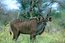 Estudo dos Animais: ANIMAIS-CUDU OU KUDU