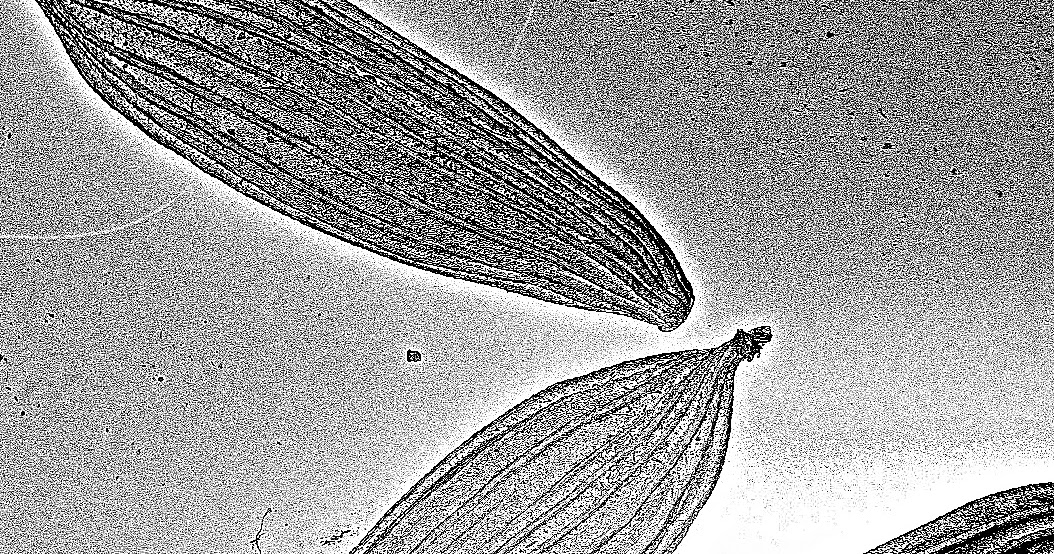 Semillas...: Semillas de lechuga. Microscopía electrónica.