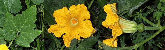 Biodiversity of Sri Lanka: වට්ටක්කා [Wattakka]/Pumpkin gourd/Squash ...