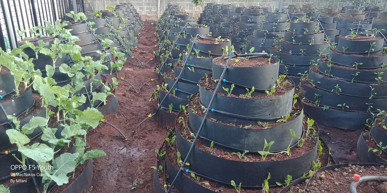 Rich Farm Kenya Profitable Agribusiness Ideas In Fruit Farming How To Construct Multi Storey