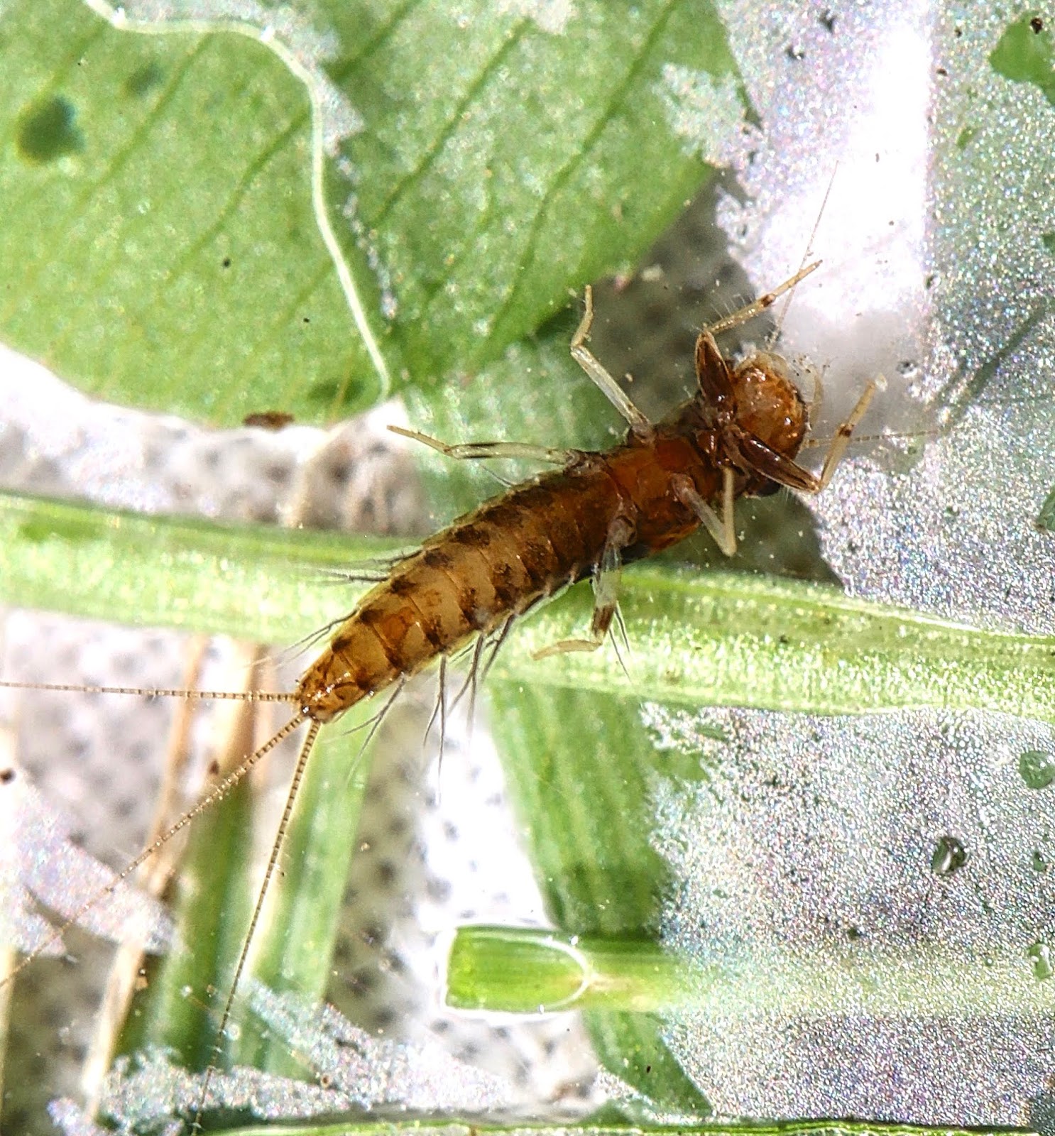 Aquatic Insects of Central Virginia