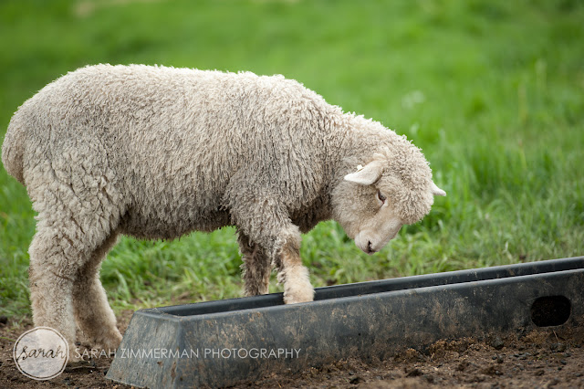 Sarah Zimmerman Photography: Baaaaaa said the sheep