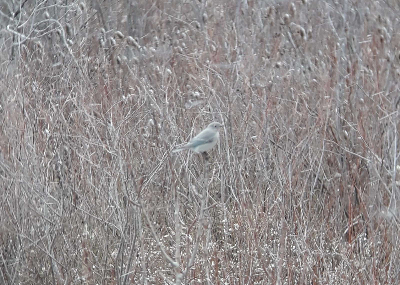 Ragin' cagin' birding: A new bird for Waterloo Region