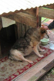 lull: Dogs Enslaved By Clueless People