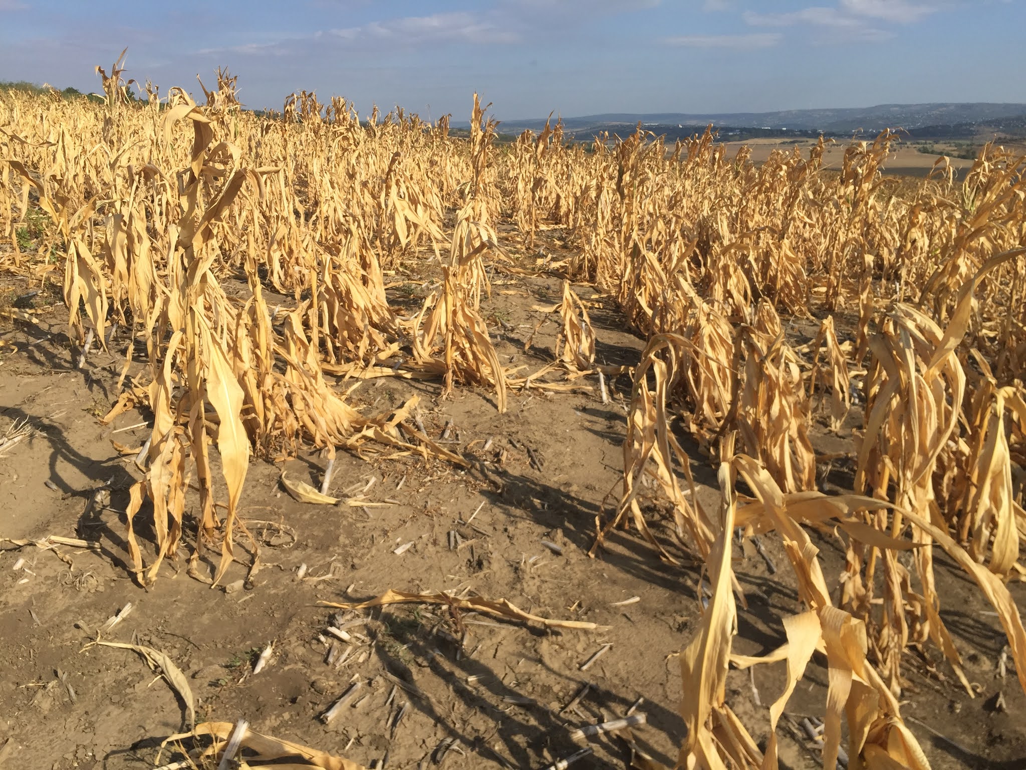 Green Square Agro Consulting: Dry weather in the Black Sea hurts crops