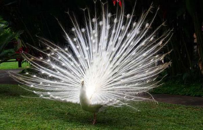 Hewan hewan yang memiliki tubuh Albino | Tulisan Kasar Gilang