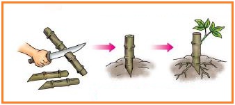 BIOLOGI GONZAGA: VEGETATIF TANAMAN BIOLOGI SD