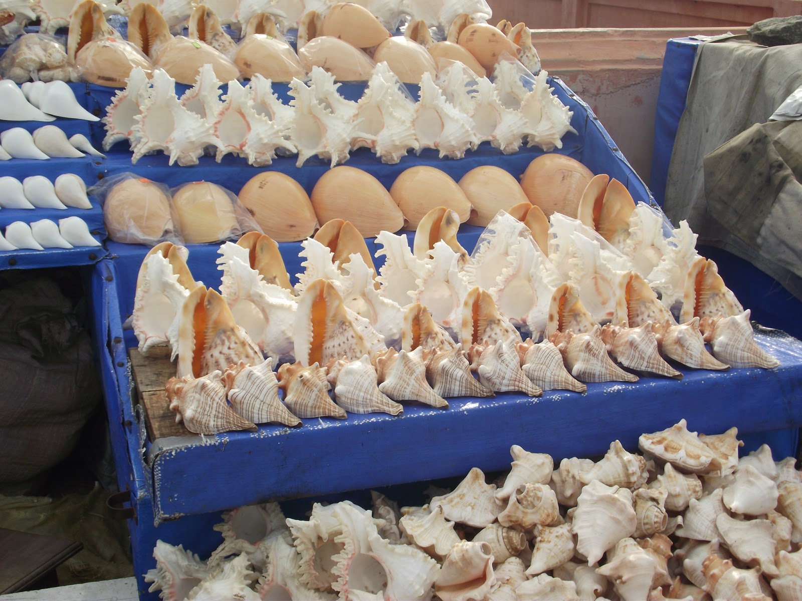 Ramvaidyblog: SHANKA - SANGU- CONCH