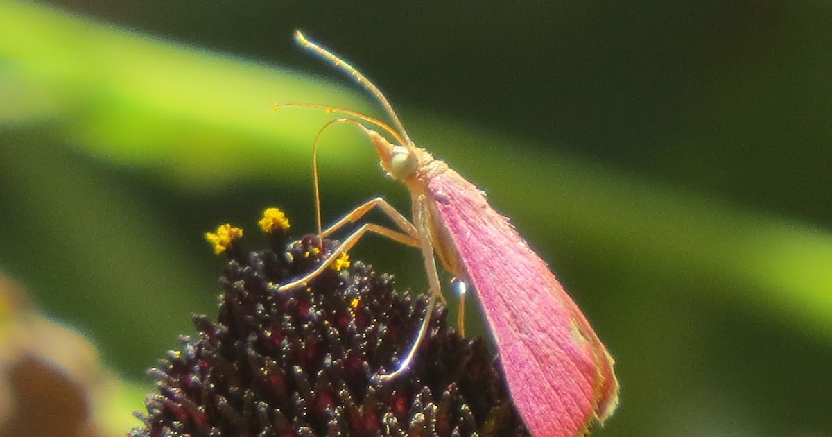Blue Jay Barrens: Little Pink Moth